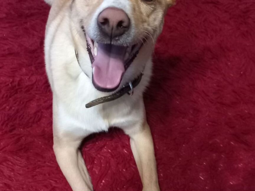 Парень из отлова ждет своего хозяина