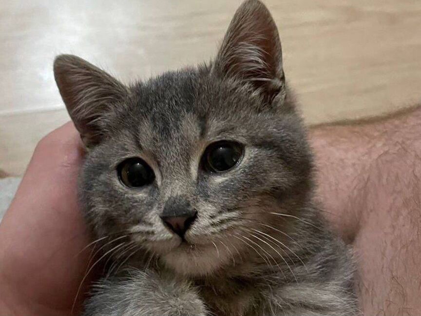 Котенок Серый Пушистый Мальчик