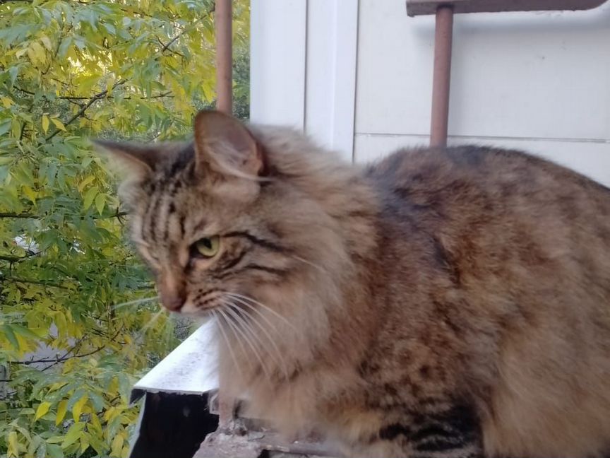 Сибирская кошка бесплатно