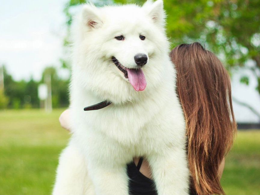 Собака проды Самоед
