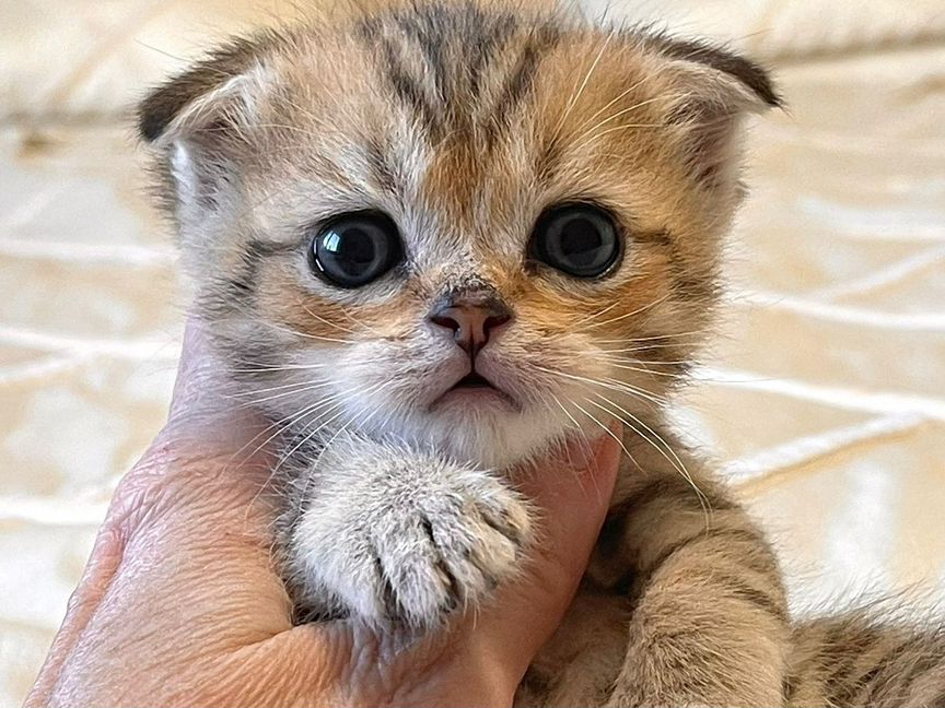 Вислоухий плюшевый Золотой котенок 1 мес