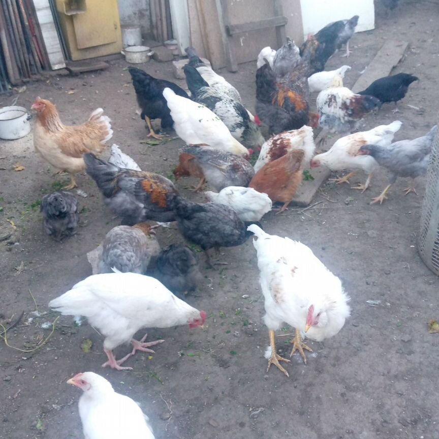 Куры молодки несушки