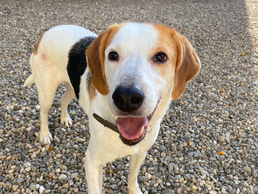 Собака с трудной судьбой из приюта