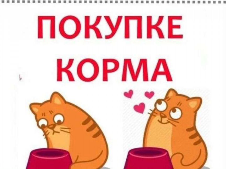 Котики и кошечки