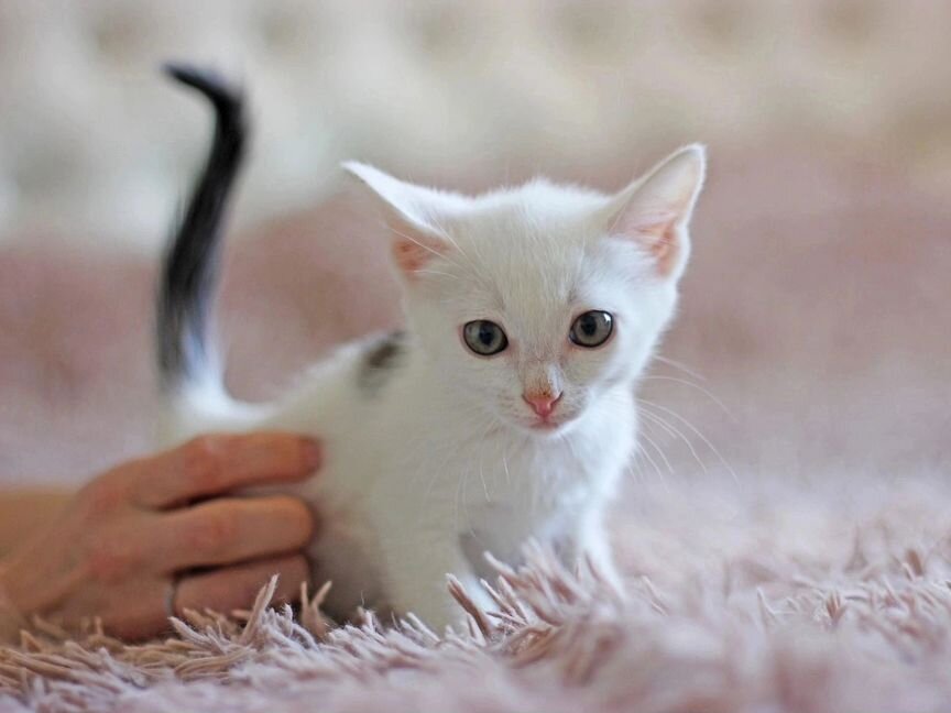 Котёнок Джек ищет дом
