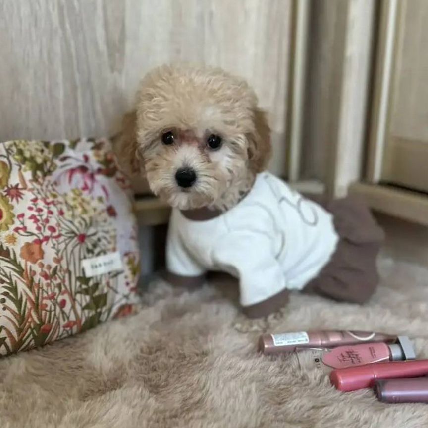 Мальтипу, щенок