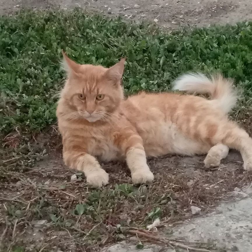 Кот мейн-кун рыжий