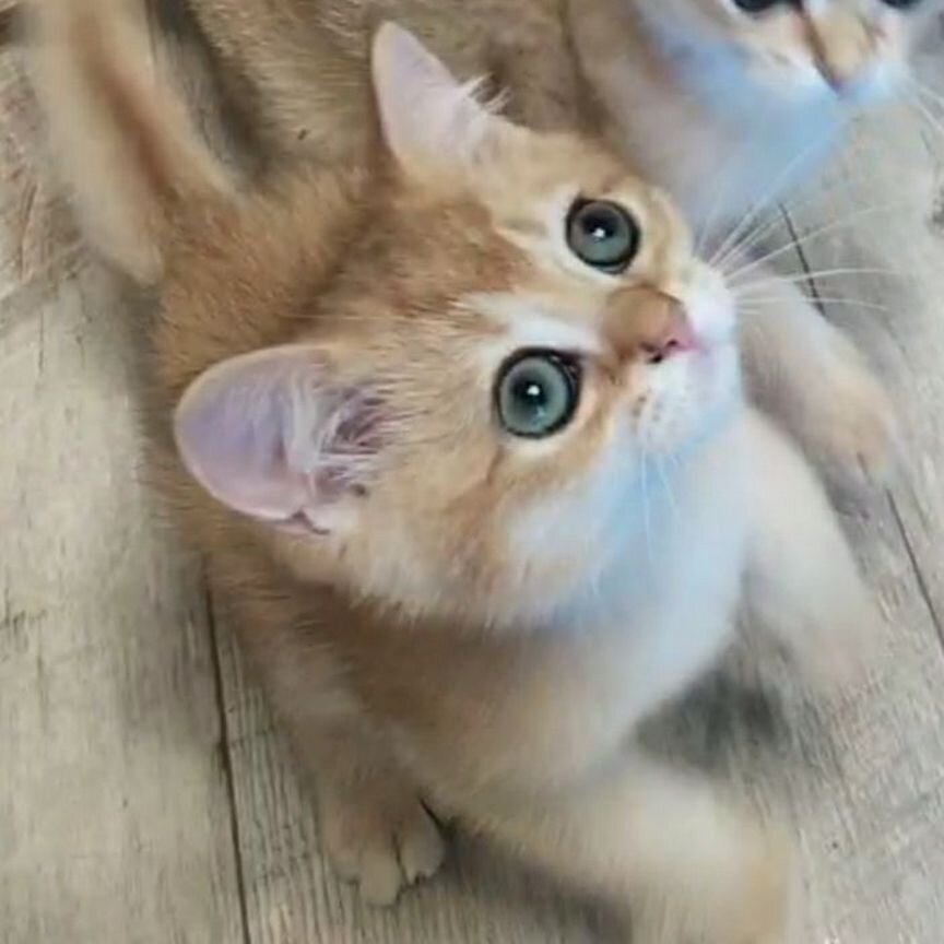 Золотой малыш Квентин с родословной