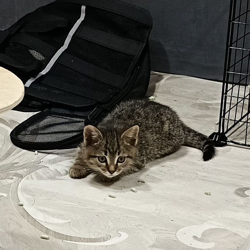 Два пушистых комочка