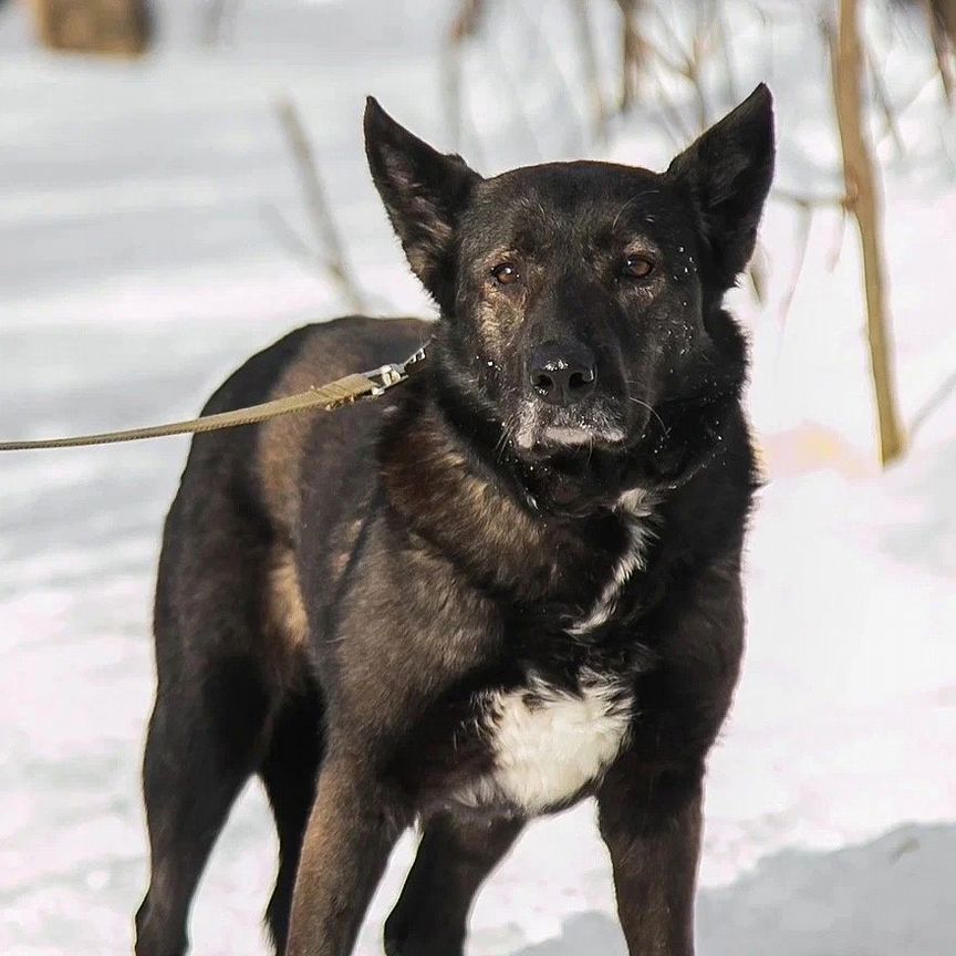 Тоня в поисках дома