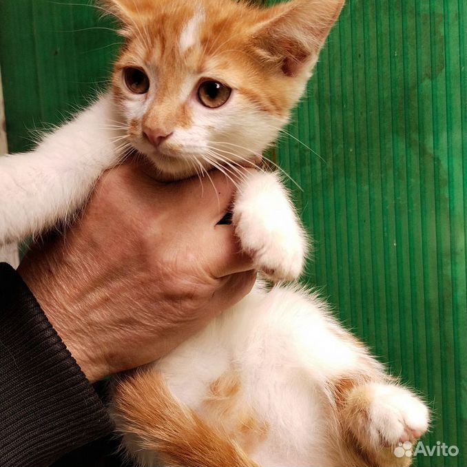 Отдается котенок мальчик 2,5 месяца