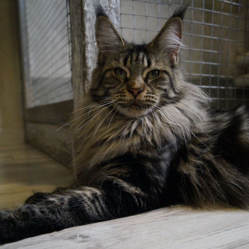 Кошка мейн-кун