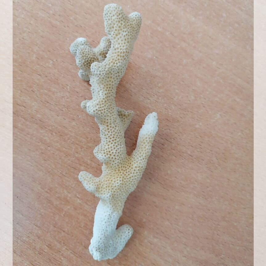 Кораллы для аквариума