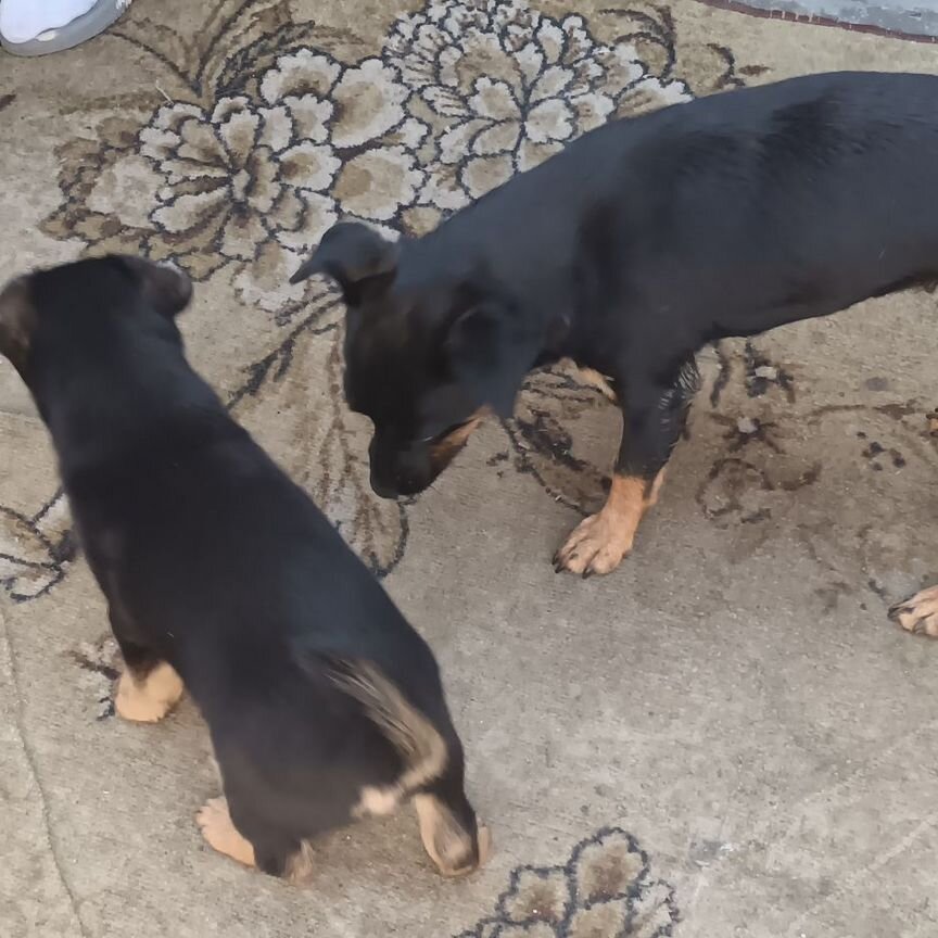 Пристраевается в добрые ручки