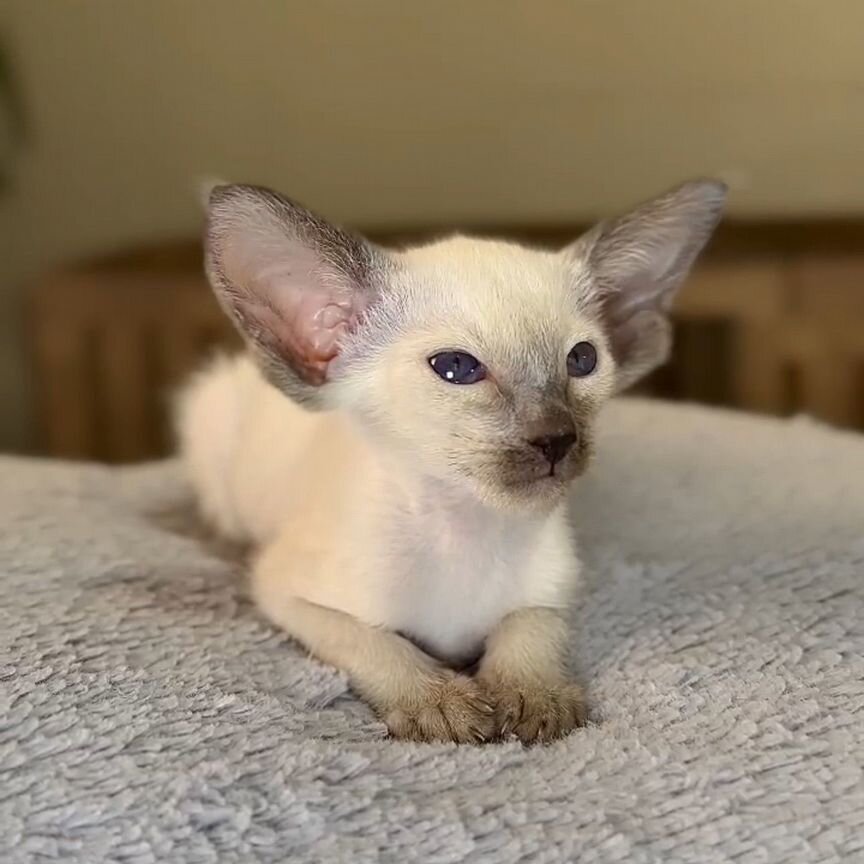 Ориентальные котята