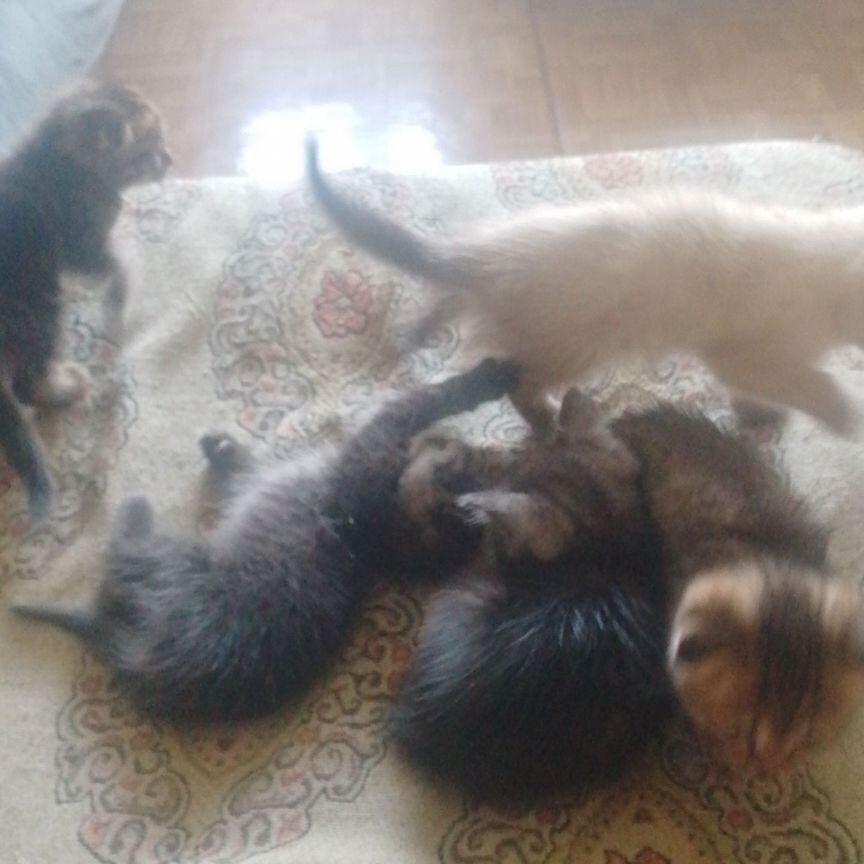 Котята без породы