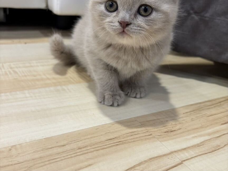 Британская котодетка