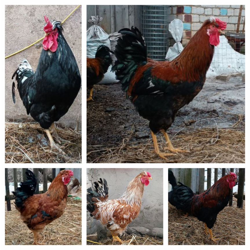 Русская хохлатая, петухи