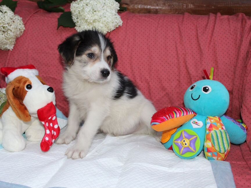 Щенок - мальчик 1,5 м. в заботливые руки