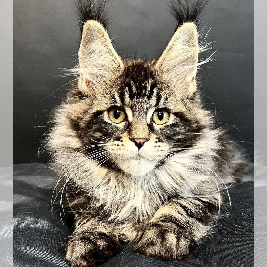 Мейн-кун котёнок