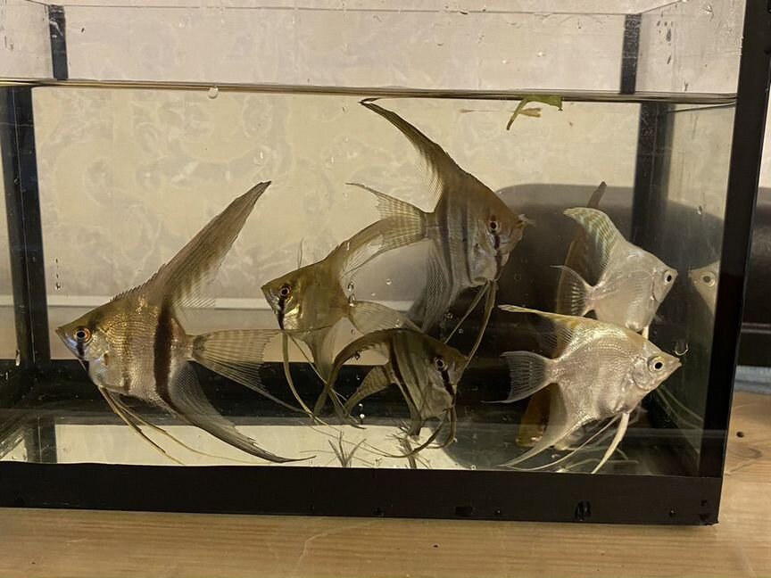 Скалярии вуалевые