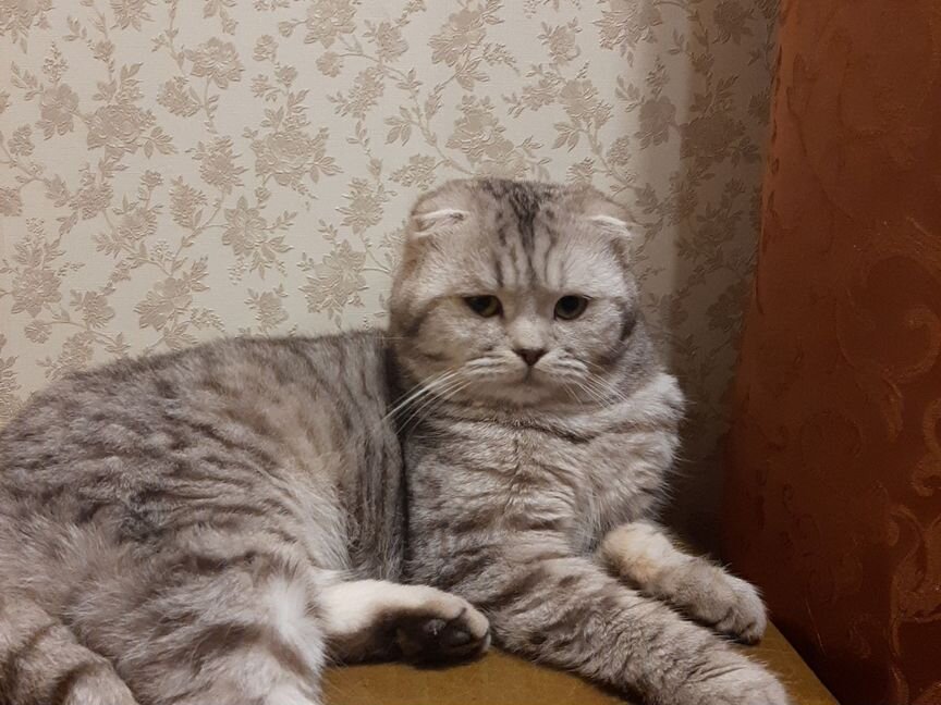Шотландский вислоухий котик