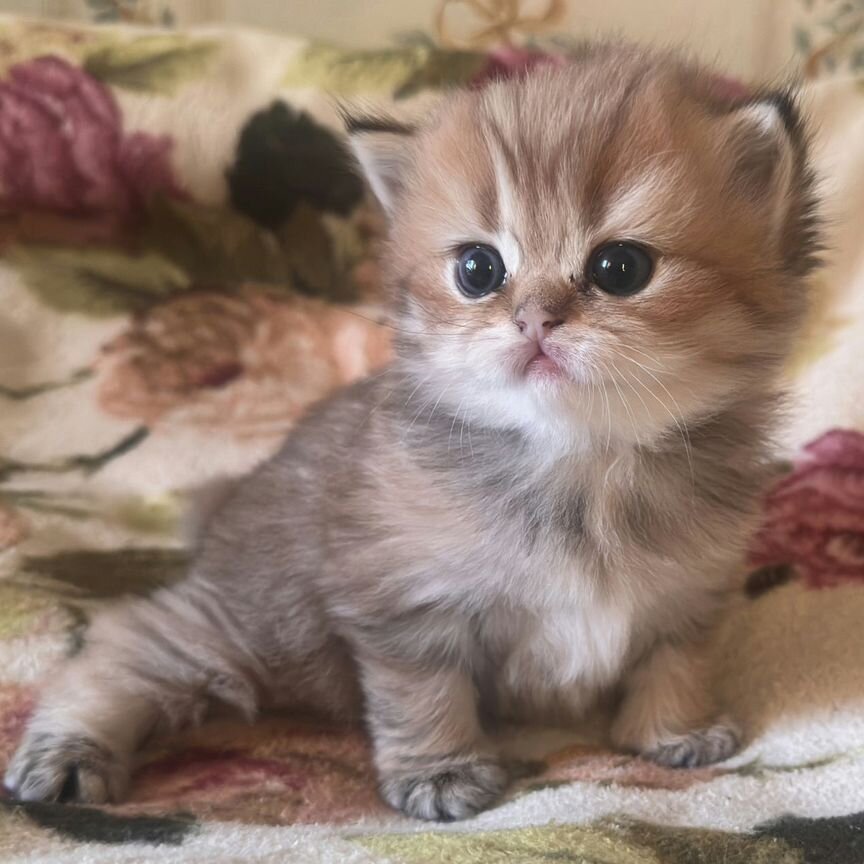 Шотландский прямоухий длинношёрстный котёнок
