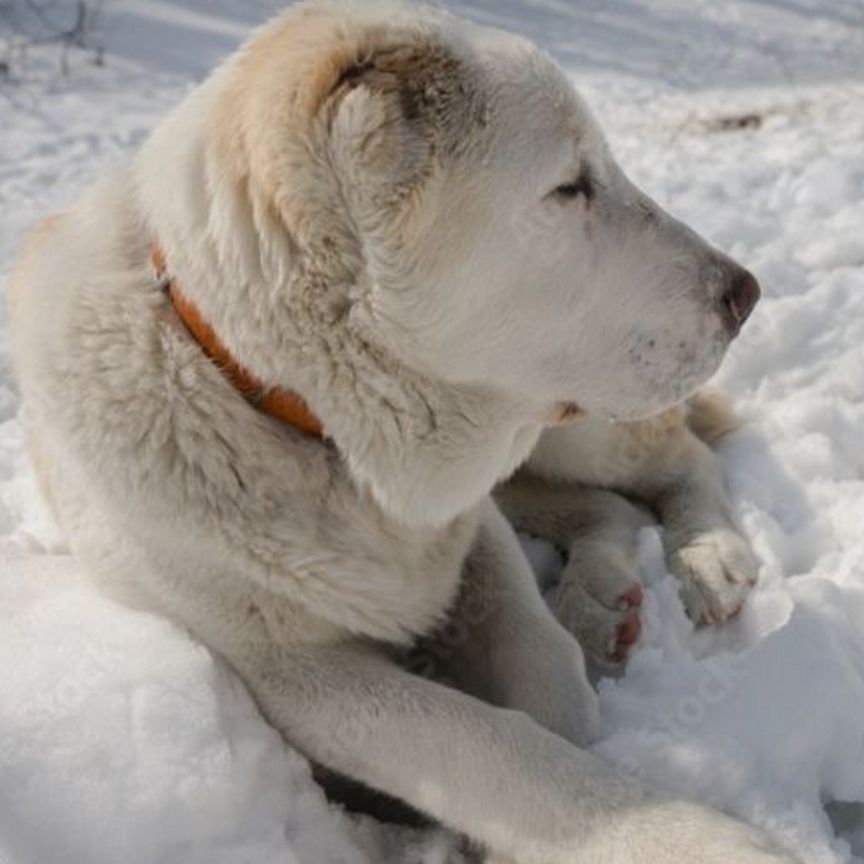 Щенок от частного владельца