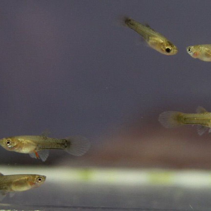 Гуппи бесплатно