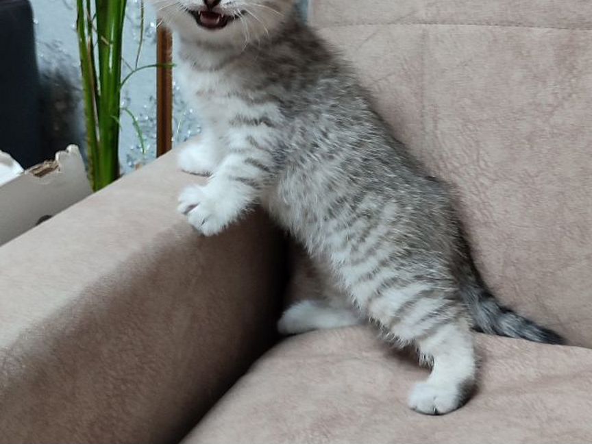 Красивые и ласковые котята Шотландский породы