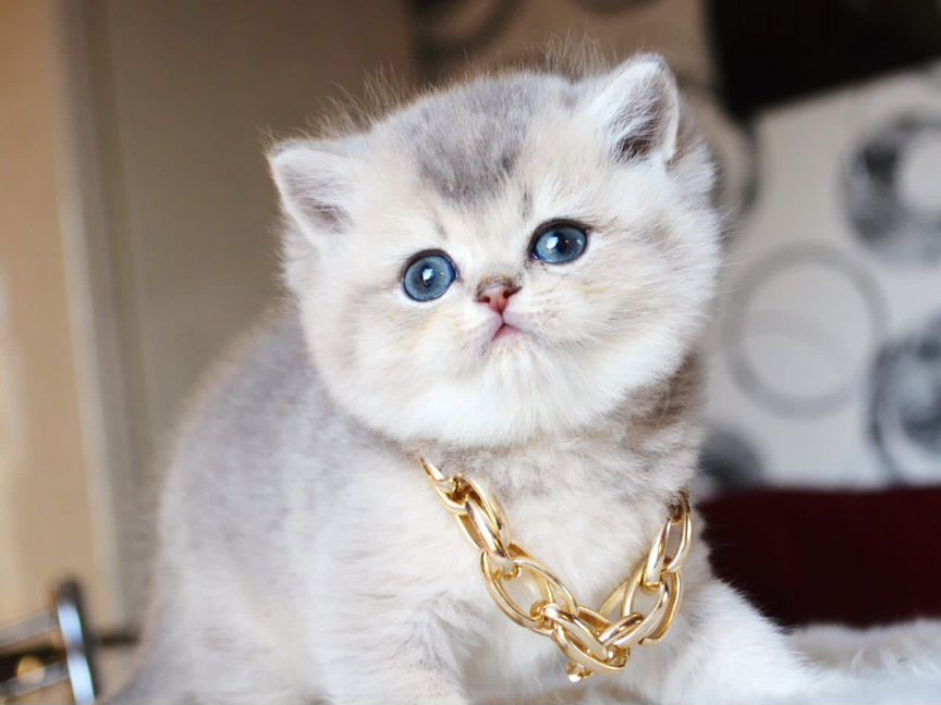 Шотландский снег
