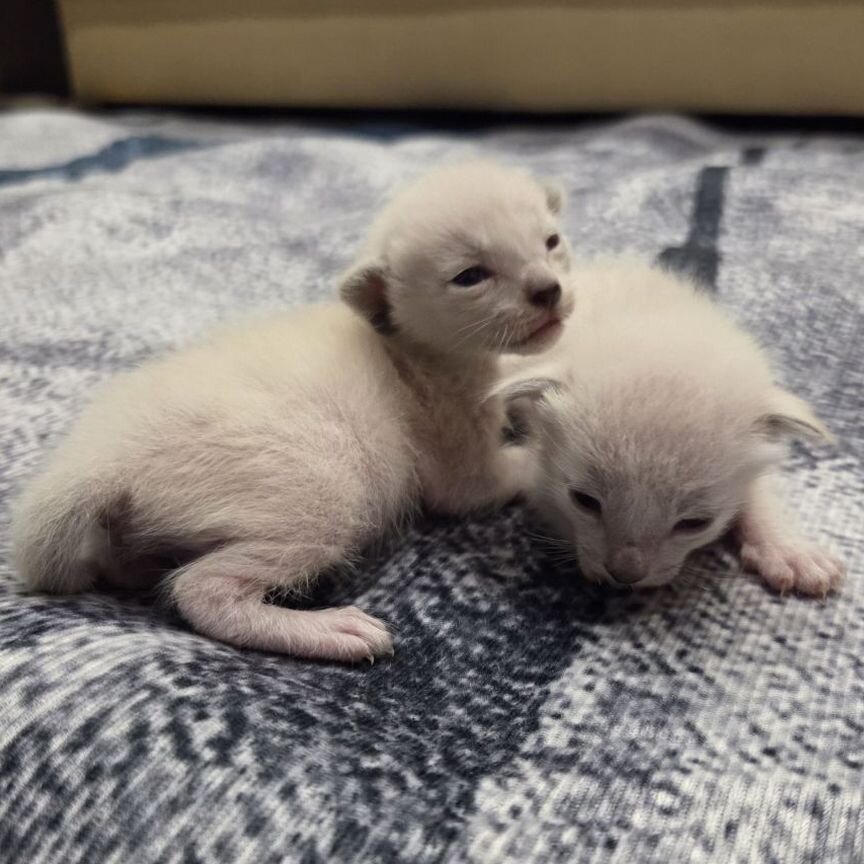 Ориентальный котёнок