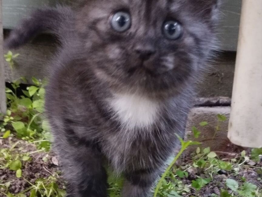 Черные котята девочки в добрые руки