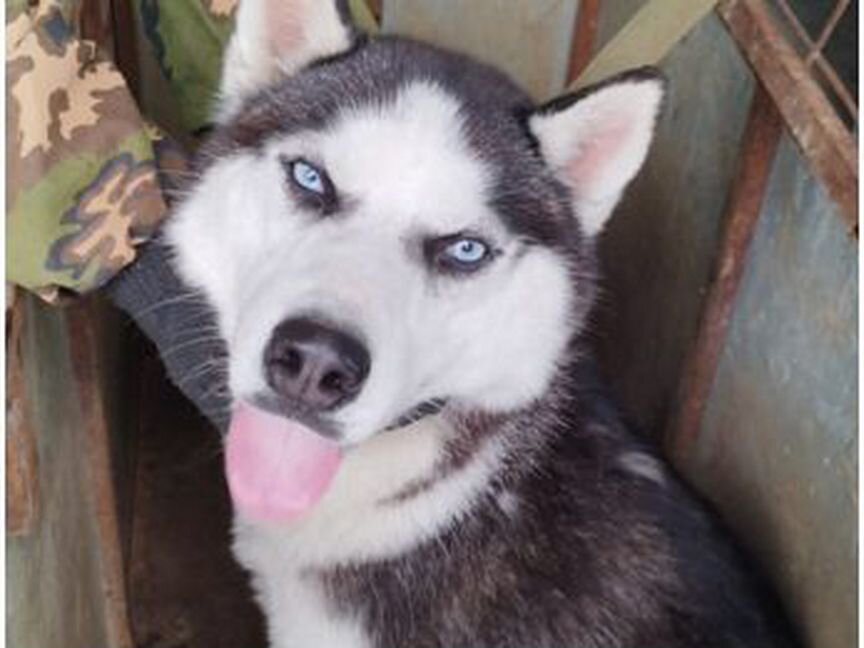 Собаки желают обрести семью)