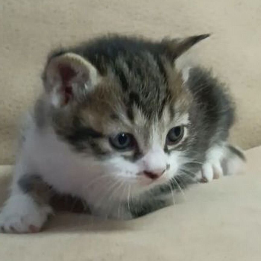 Курильский бобтейл короткошёрстный котёнок