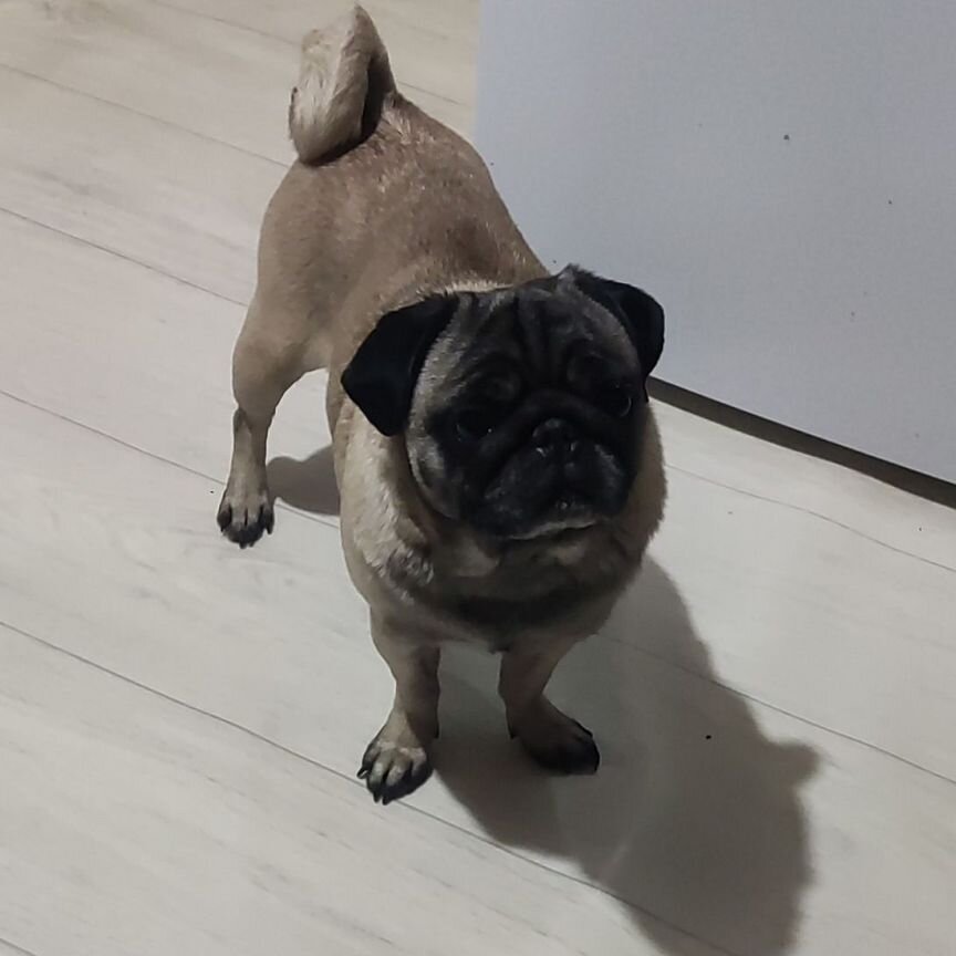 Отдам бесплатно мопс