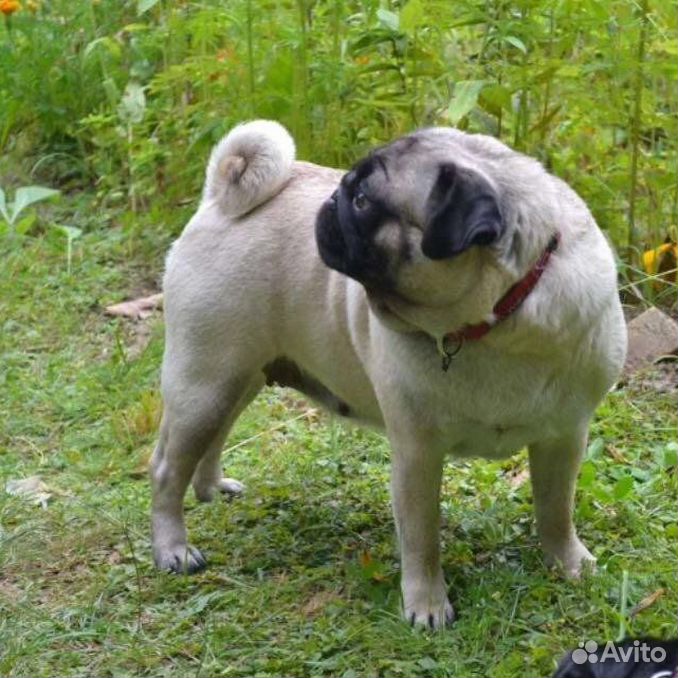 Маленькая леди мопсюшка