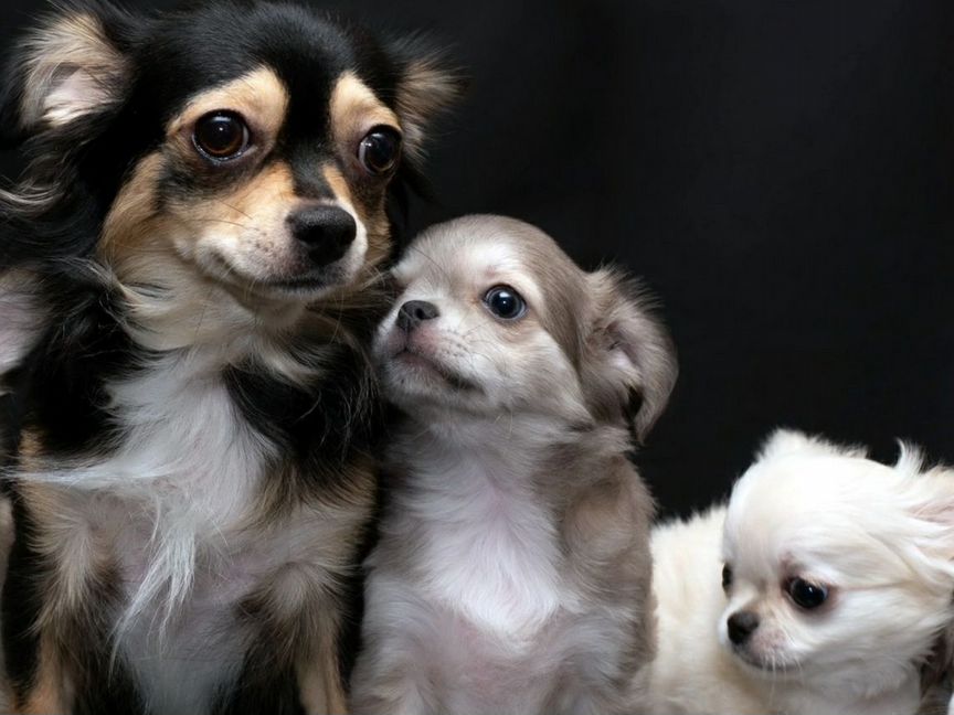 Щенки чихуахуа длинношерстные