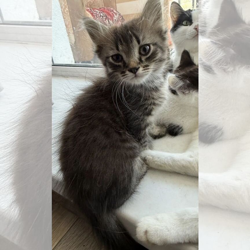 Котёнок в добрые руки