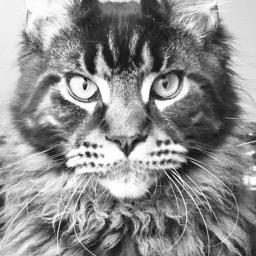 Отдам Майн кун в добрые руки