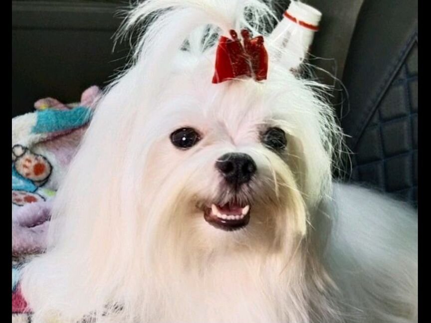 Мальтезе кобель вязка