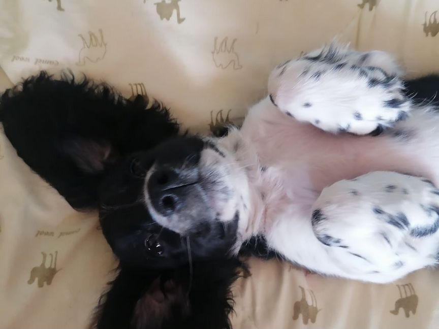 Вязка собак кокер спаниэль