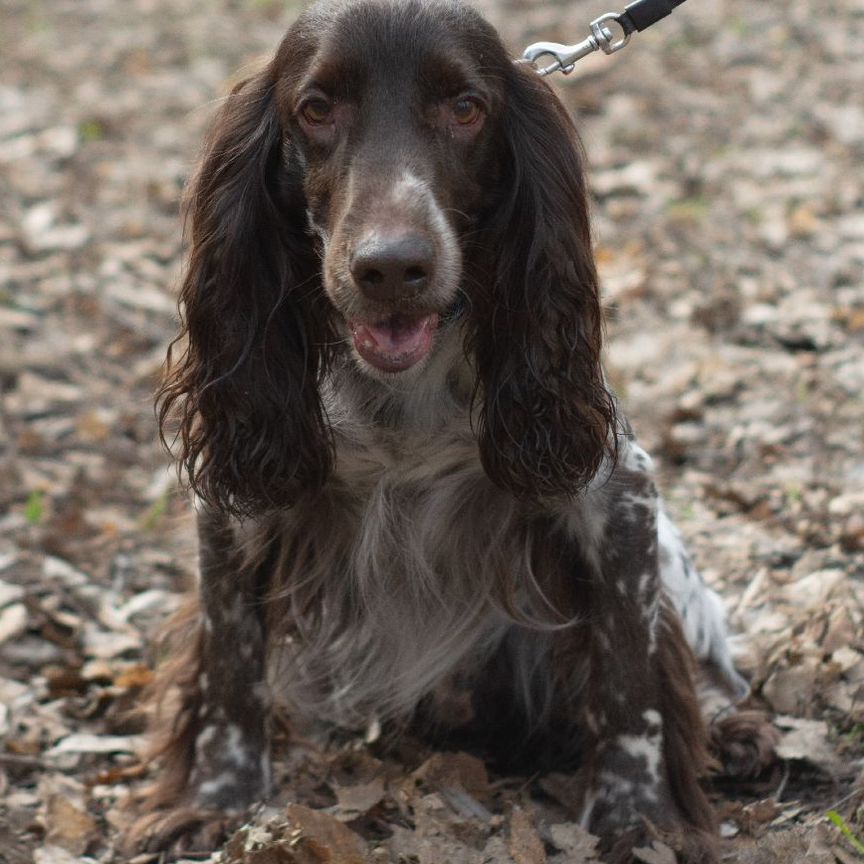 Русский охотничий спаниель, щенок
