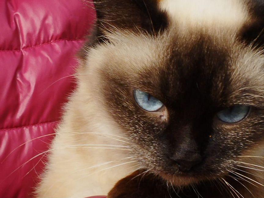 Бонька ищет дом