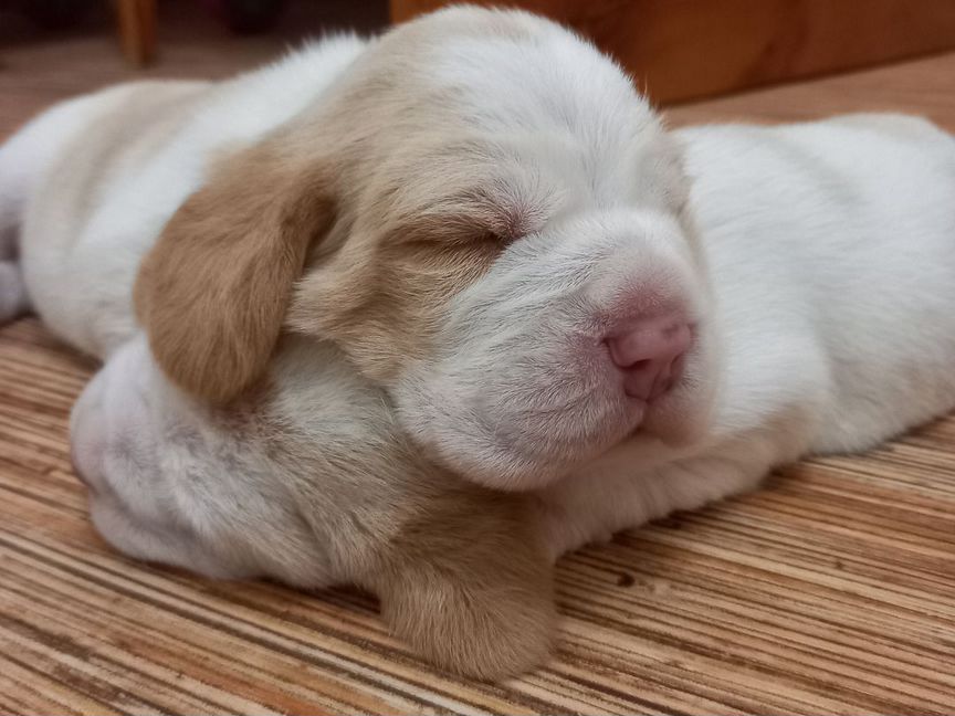 Щенки бигль