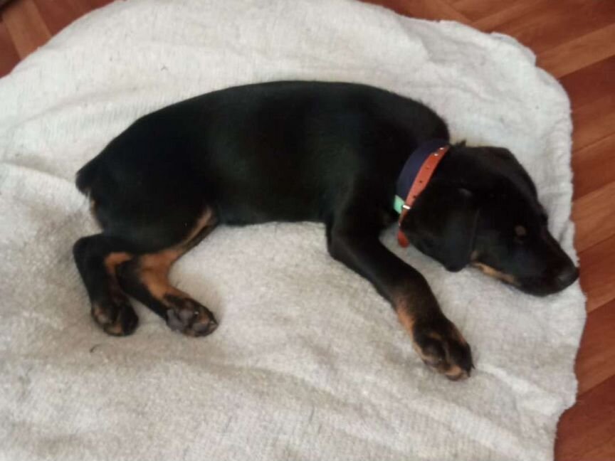 Собака,мальчик Амур, доберман