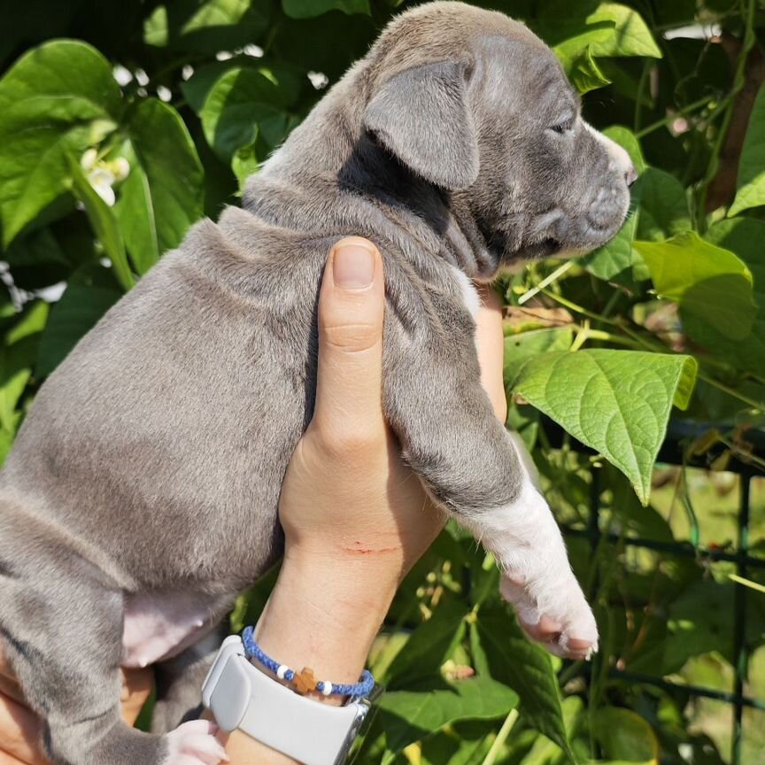 Щенки американского стаффорширского терьера