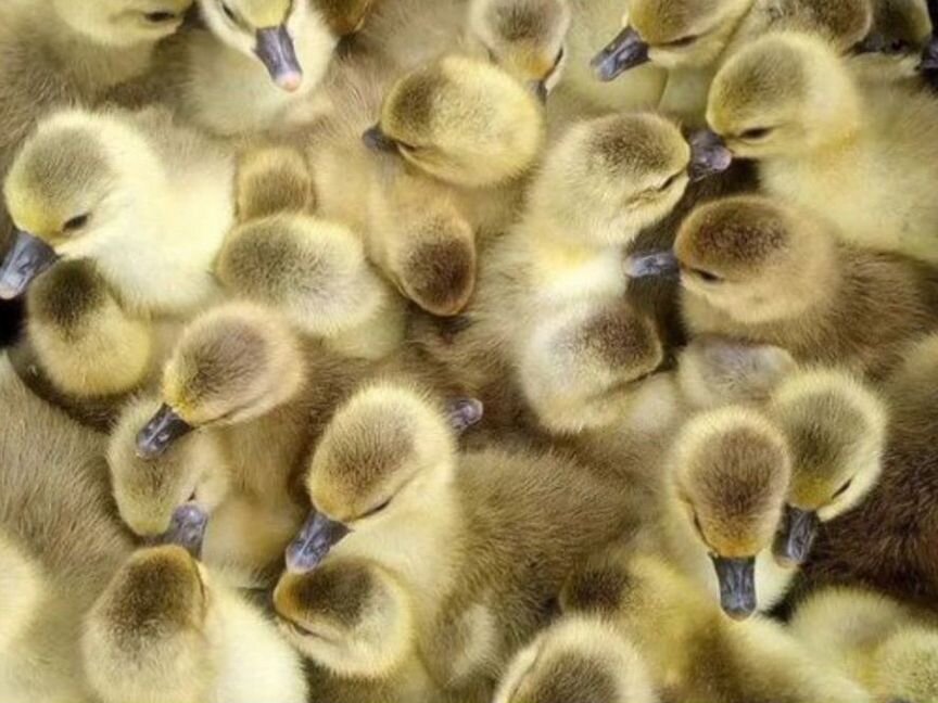 Гусята, гуси опт и розница