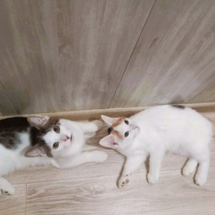 Котята девочка и мальчик 4 мес