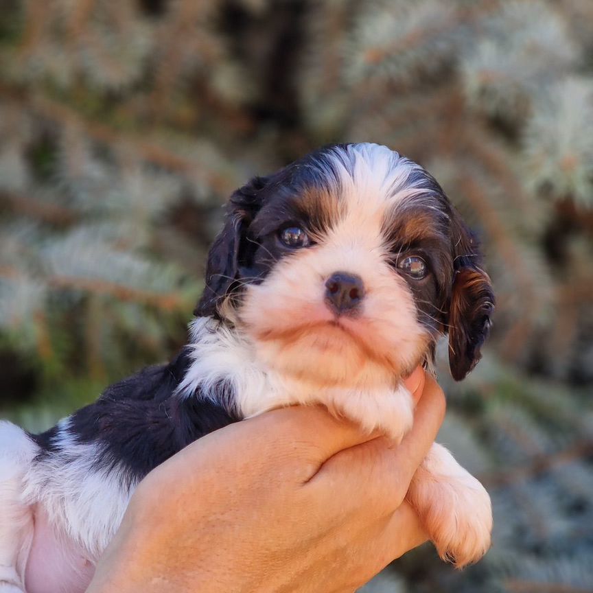 Кавалерочка девочка